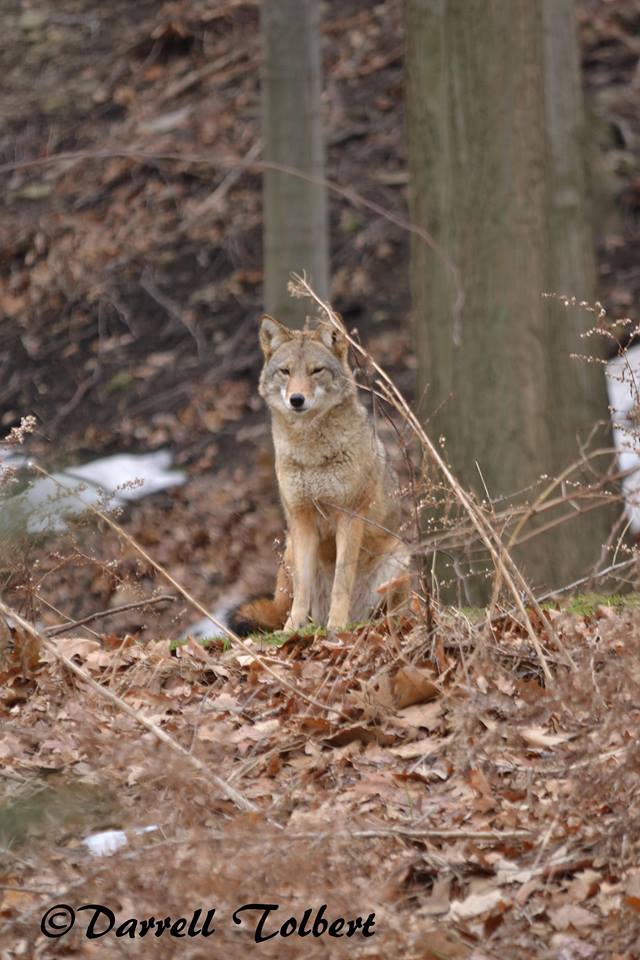 Maxine – Shameless Reclamation